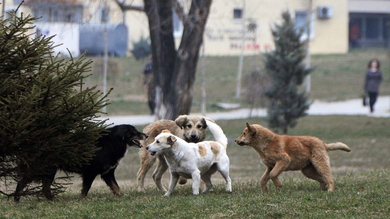Drenasi nis zbatimin e projektit për ‘trajtimin e qenve endacakë ... Drenasi nis zbatimin e projektit për ‘trajtimin e qenve endacakë ...