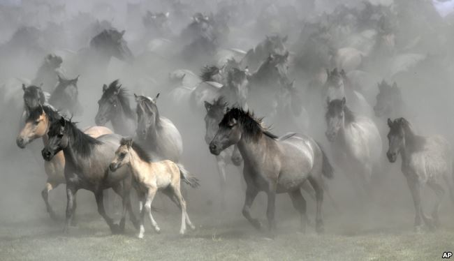 Kuajt e egër në një shfaqje në Duelmen të Gjermanisë. /AP/ – Epoka e Re