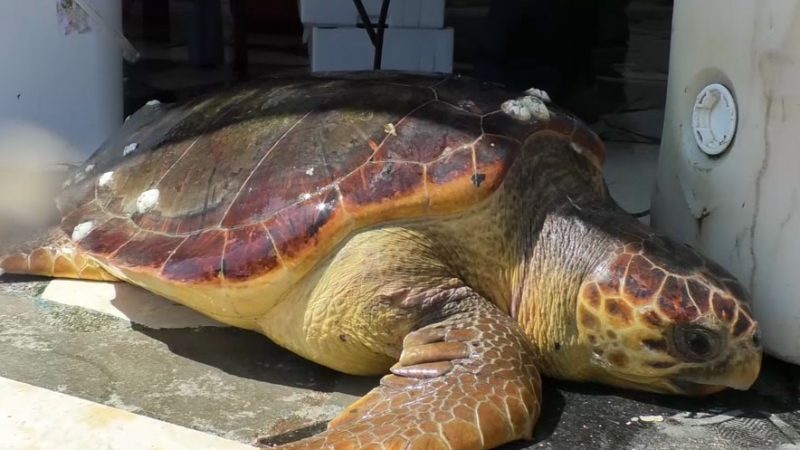 Breshka 45-vjeçare bie në rrjetat e peshkatarëve – Epoka e Re