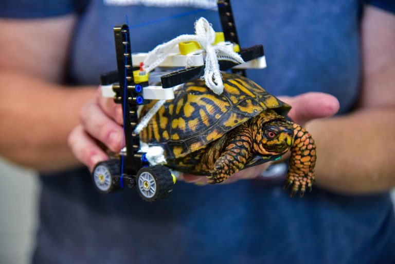 Karrige me rrota edhe për breshkat e dëmtuara – Epoka e Re