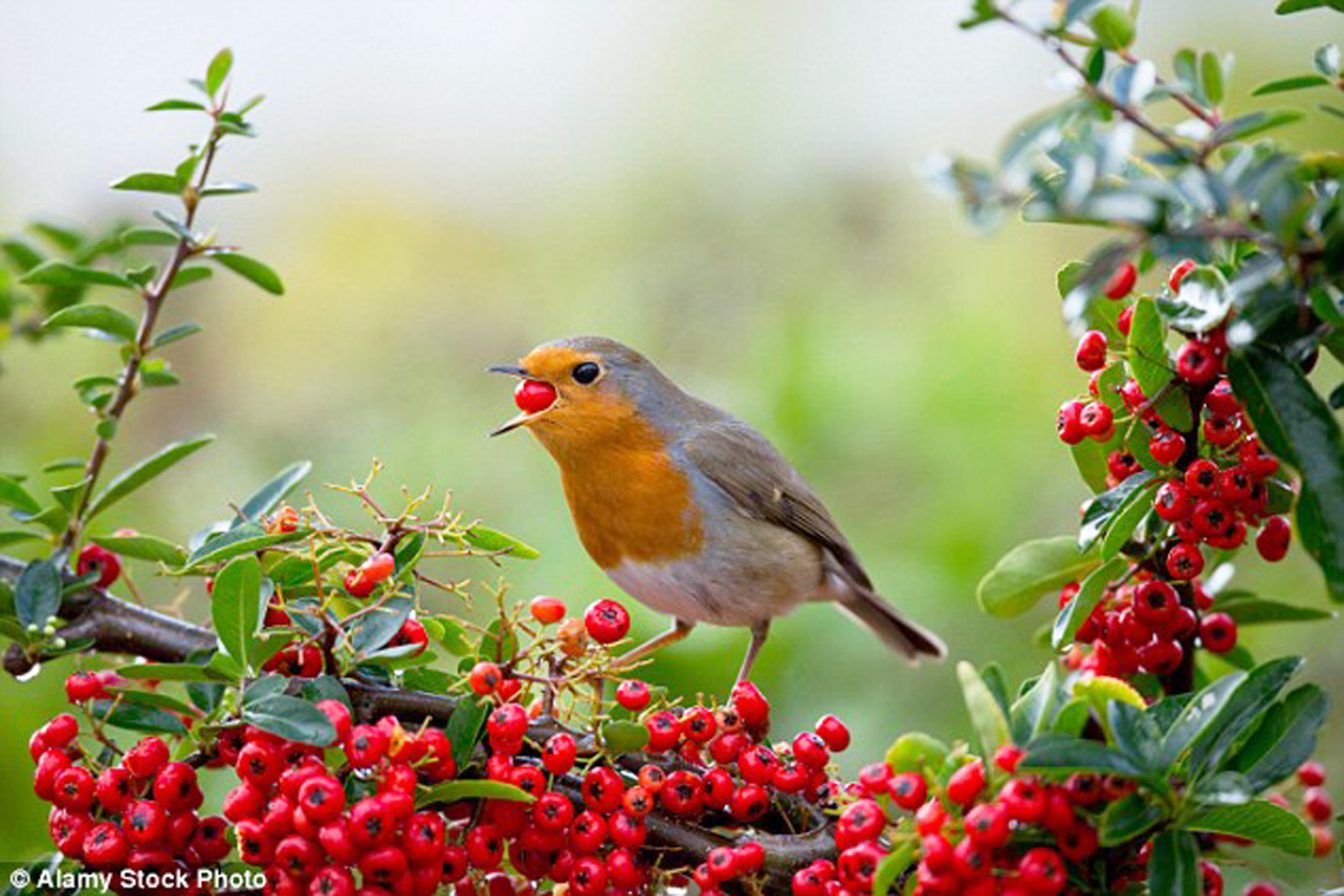 Banorët ankohen në polici për zogjtë – Epoka e Re