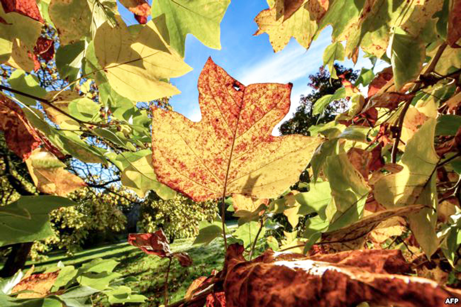 Gjethet e vjeshtës së një peme shihen në një park në qytetin verior të ...