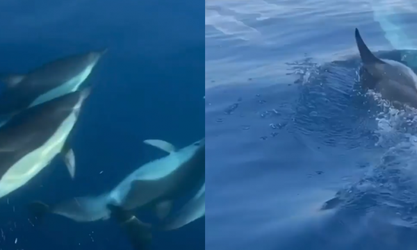 Delfinët dhurojnë spektakël në Himarë – Epoka e Re Delfinët dhurojnë spektakël në Himarë – Epoka e Re