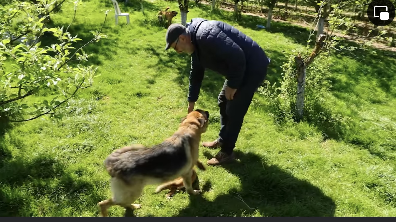 Samiu, qytetari shembull, që adoptoi 10 qen endacak – Epoka e Re